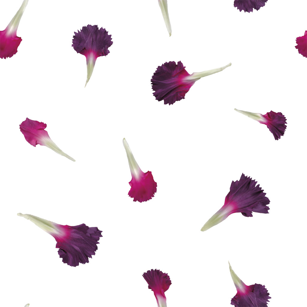 Petal – Carnation ‘Moon Dust Velvet’ | plantica（プランティカ） - フラワーアーティスト 木村貴史