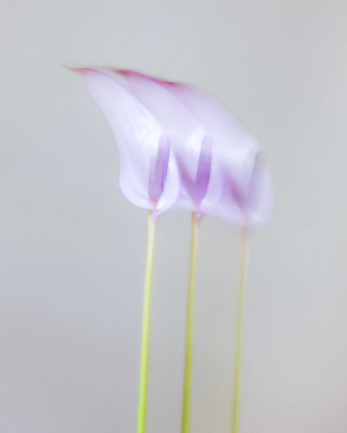 Impressionism – Anthurium Previa | plantica（プランティカ） - フラワーアーティスト 木村貴史