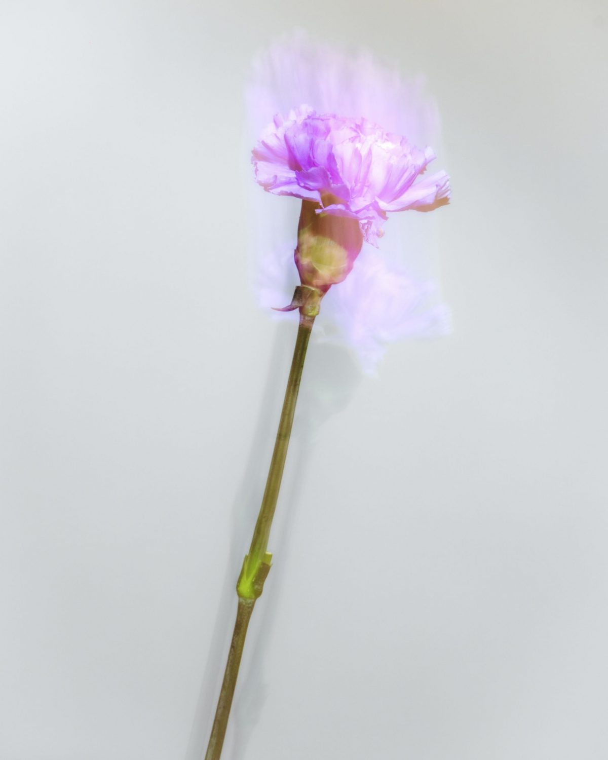 Impressionism – Carnation Moondust | plantica（プランティカ） - フラワーアーティスト 木村貴史