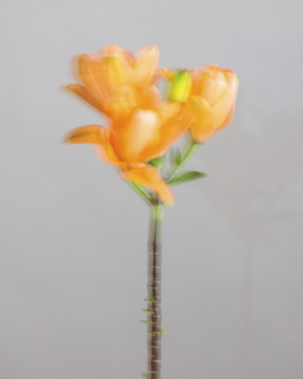 Impressionism – Lily Castro | plantica（プランティカ） - フラワーアーティスト 木村貴史