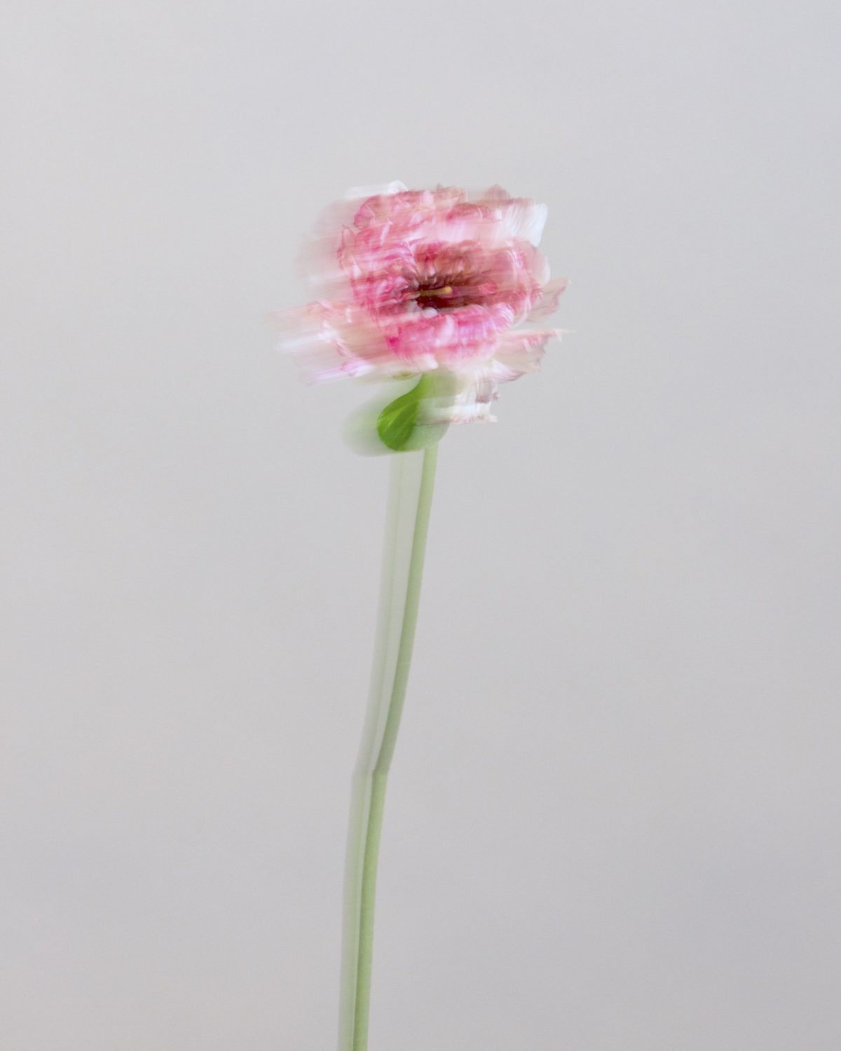 Impressionism – Ranunculus Morocco Erfoud | plantica（プランティカ） - フラワー ...